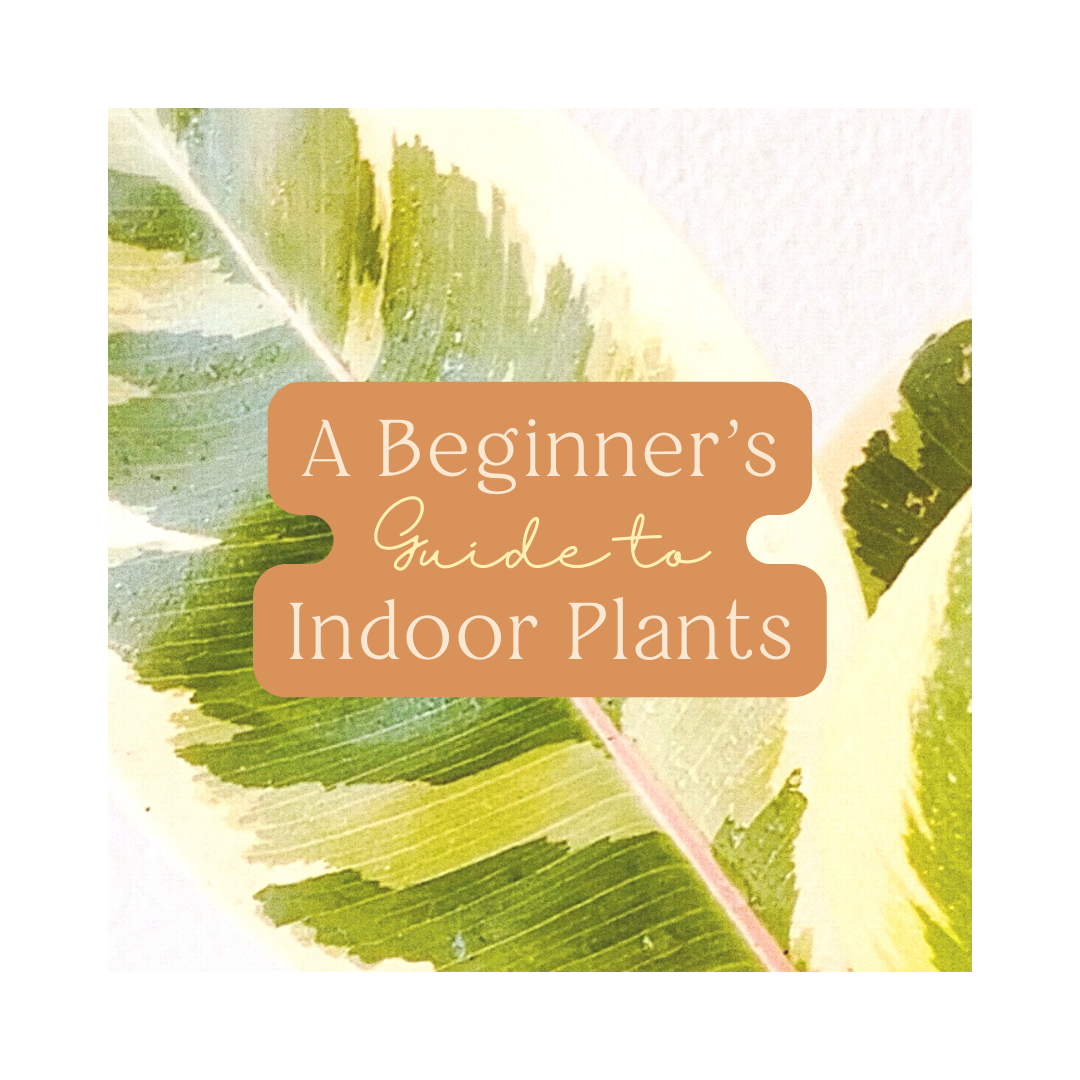 A Beginner's Guide to Indoor Plants | Frond Plant Supply