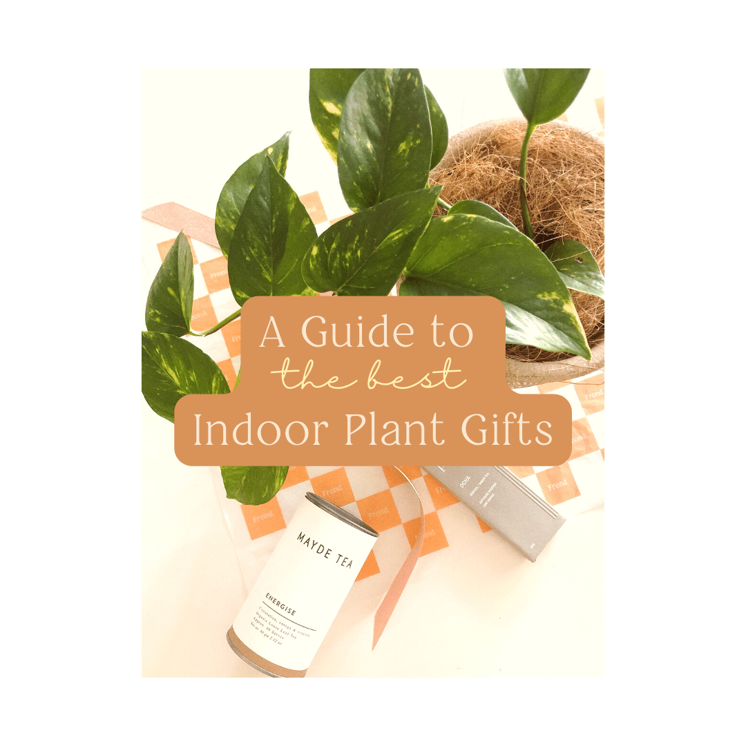 A Guide to the Best Indoor Plant Gifts Australia | Frond Plant Supply