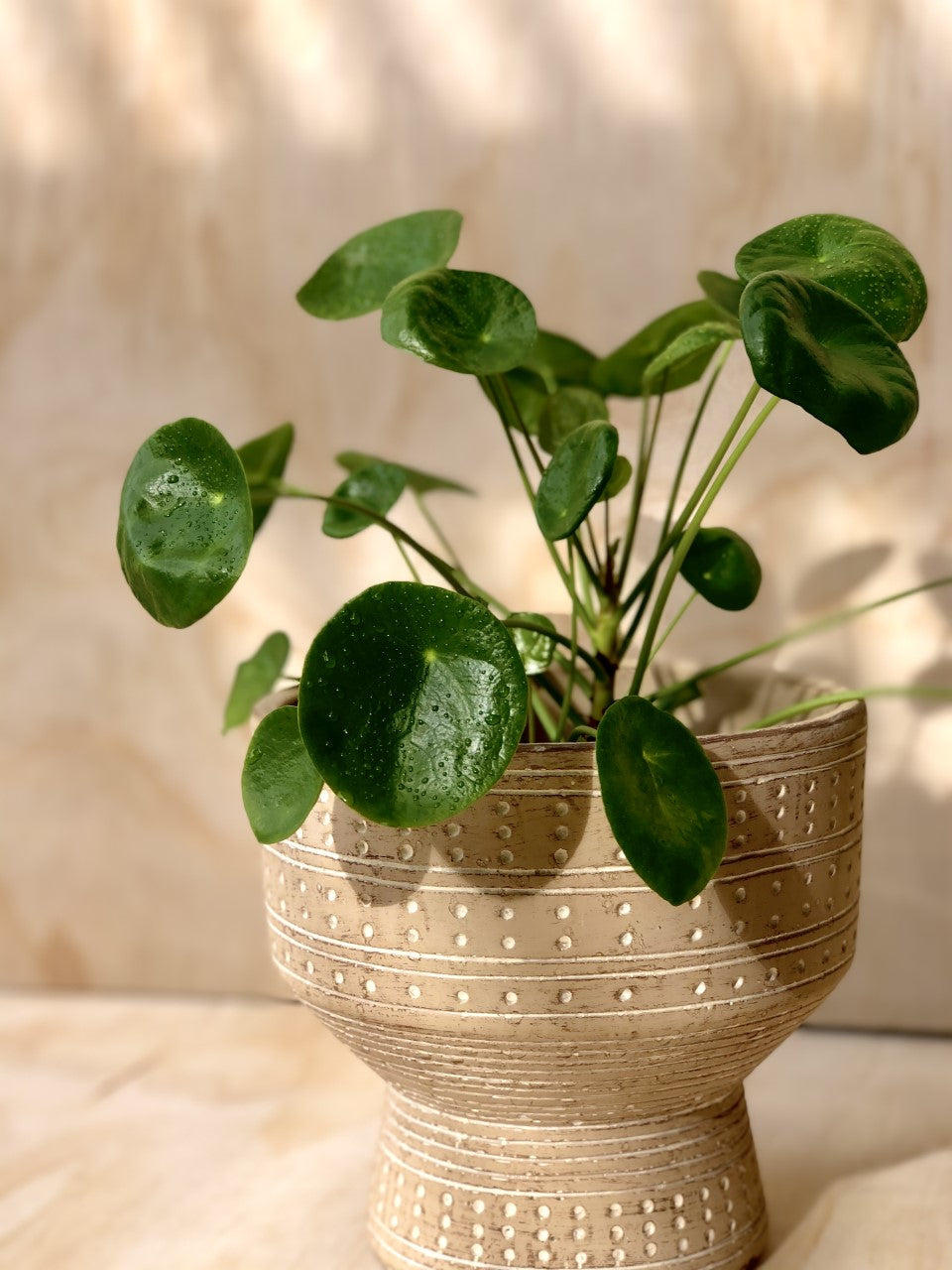 Indoor Plants | Buy Plants Online Australia | Frond Plant Supply