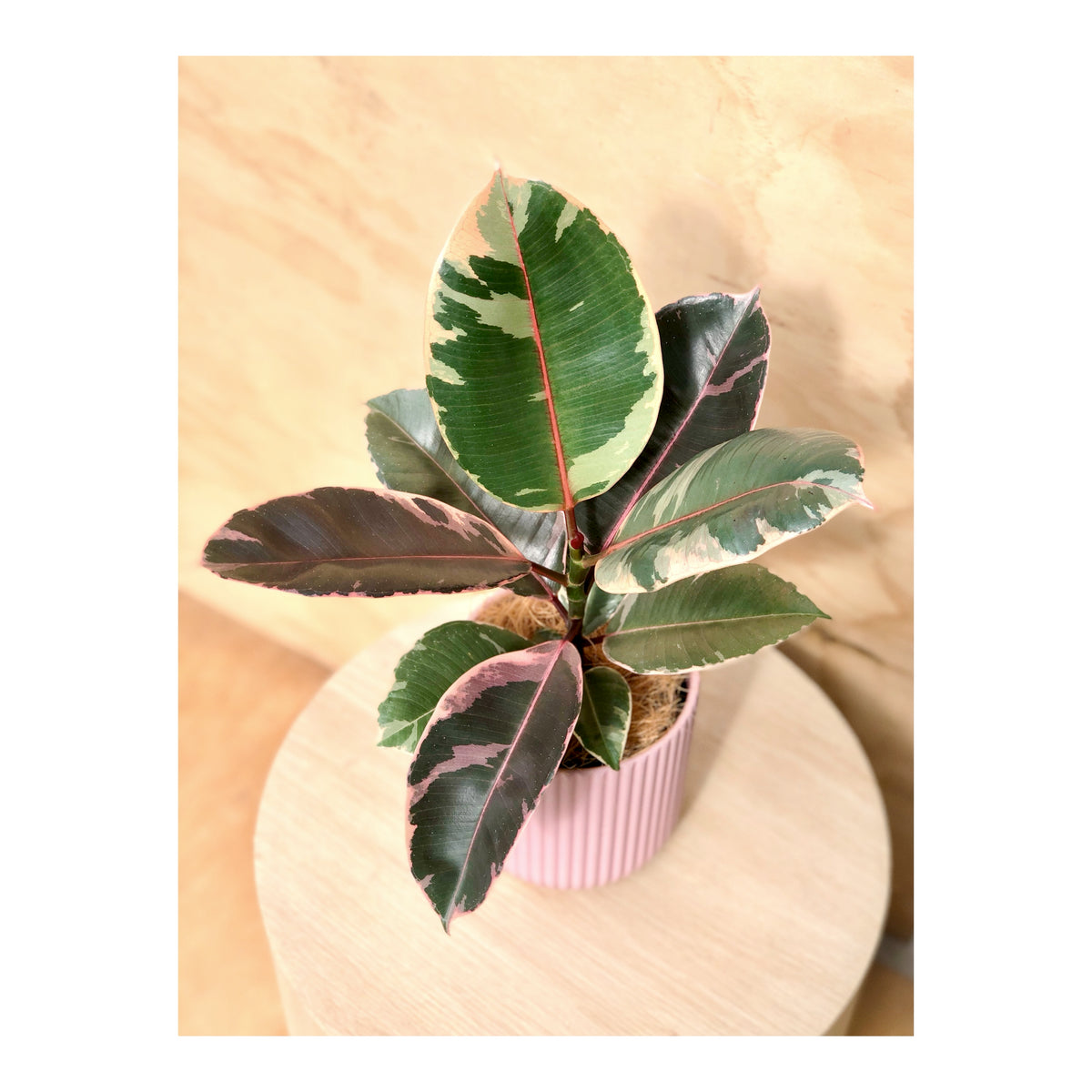 Rubber Plant Ruby Plant & Pot Gift | Frond Plant Supply